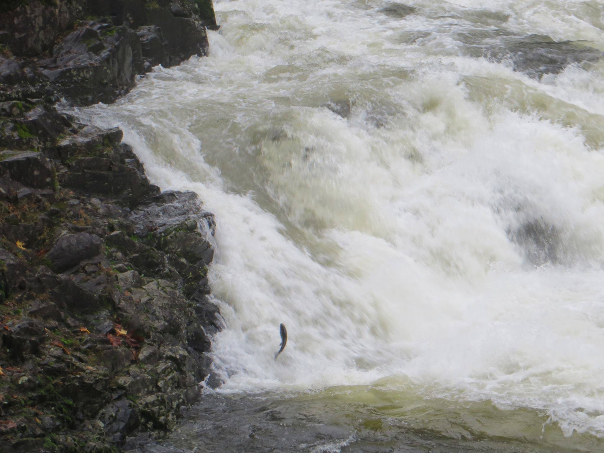 Where to See Salmon Spawning this Fall – little feet hiking