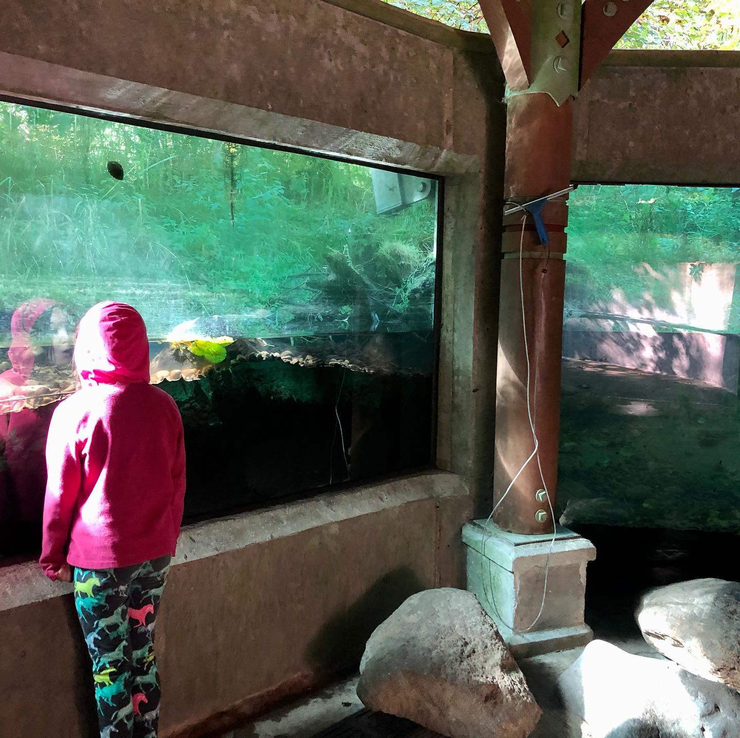 Where to See Salmon Spawning this Fall – little feet hiking